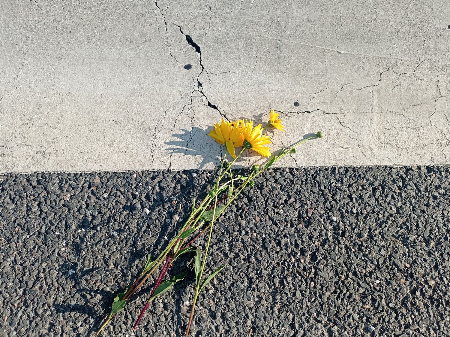 Přechod - dafilms.cz | filmy online