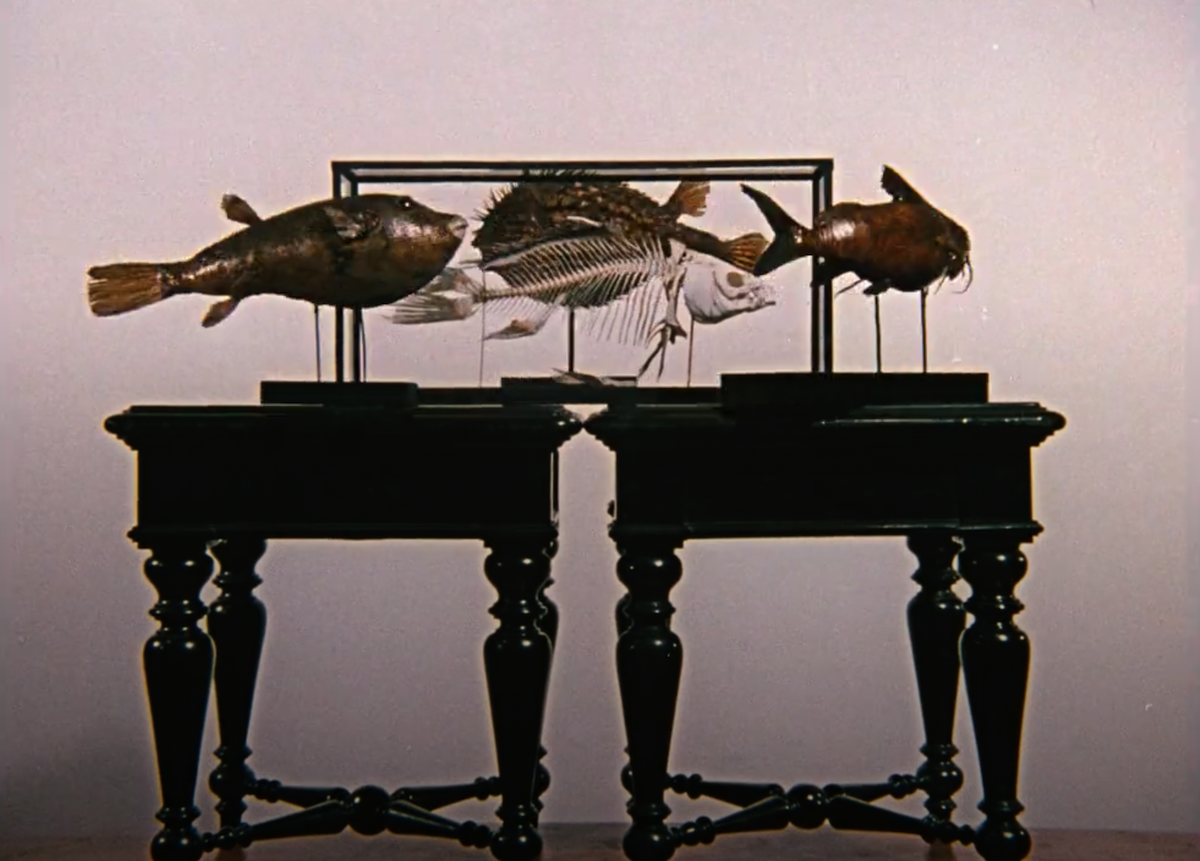 Historia Naturae - dafilms.cz | filmy online