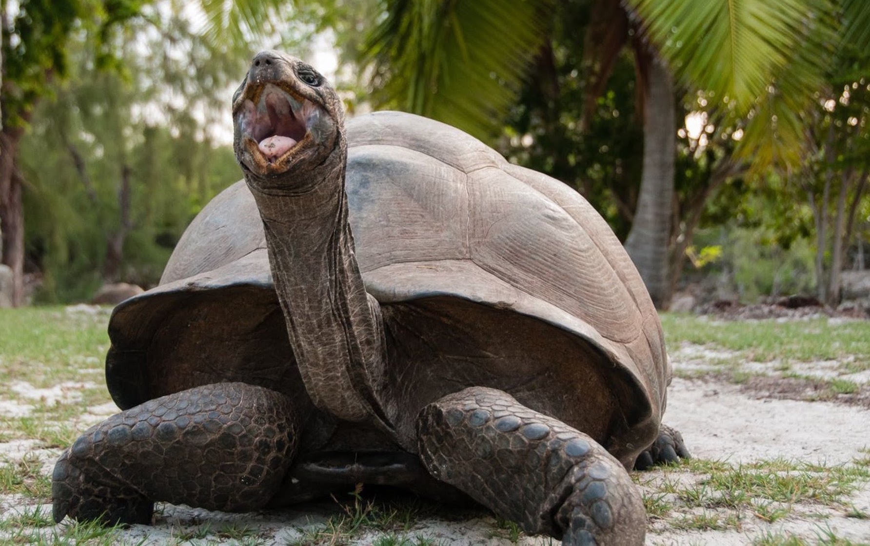 Aldabra: Byl jednou jeden ostrov - dafilms.cz | filmy online