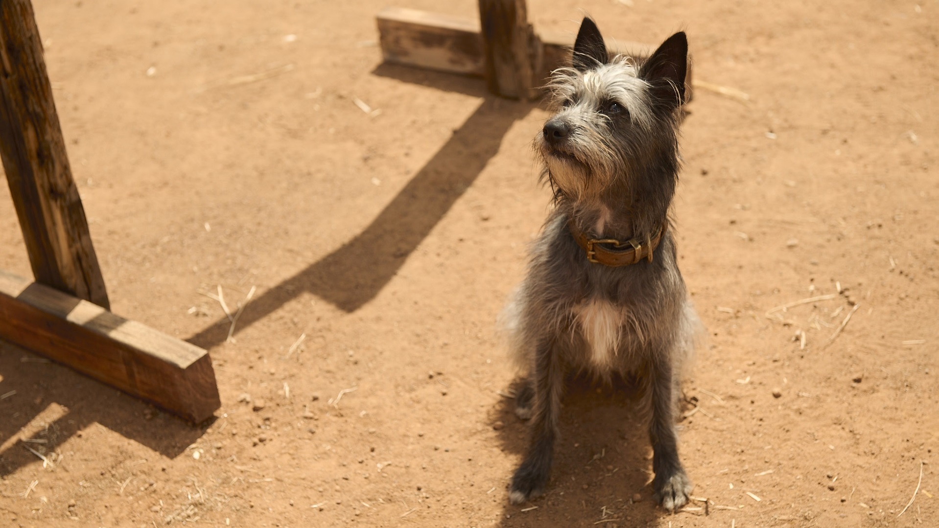 Malý velký pes - dafilms.cz | filmy online